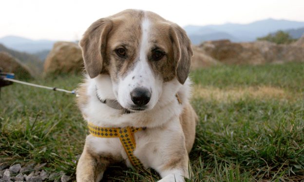 Buy a Dog Online: Recommendations to Avoid Problems - Best Family Pets