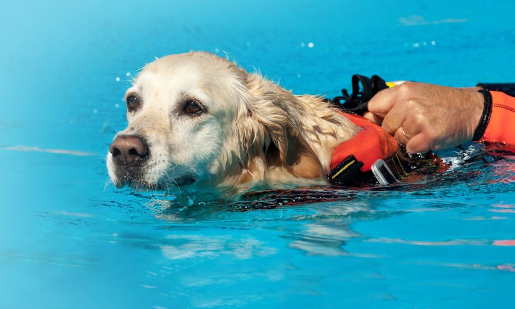 Hydrotherapy in Dogs - Best Family Pets