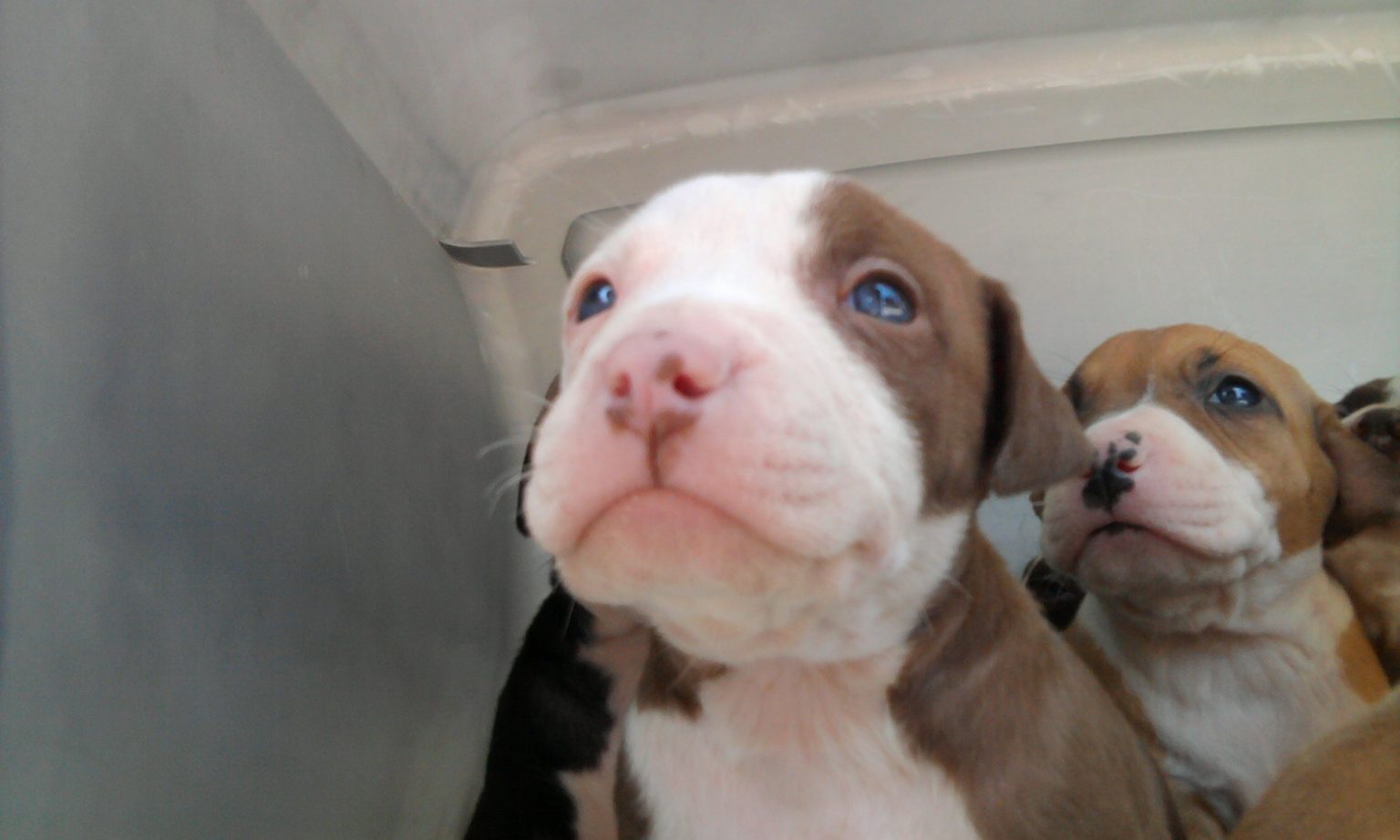 Temperament of Pitbull Dogs - Best Family Pets