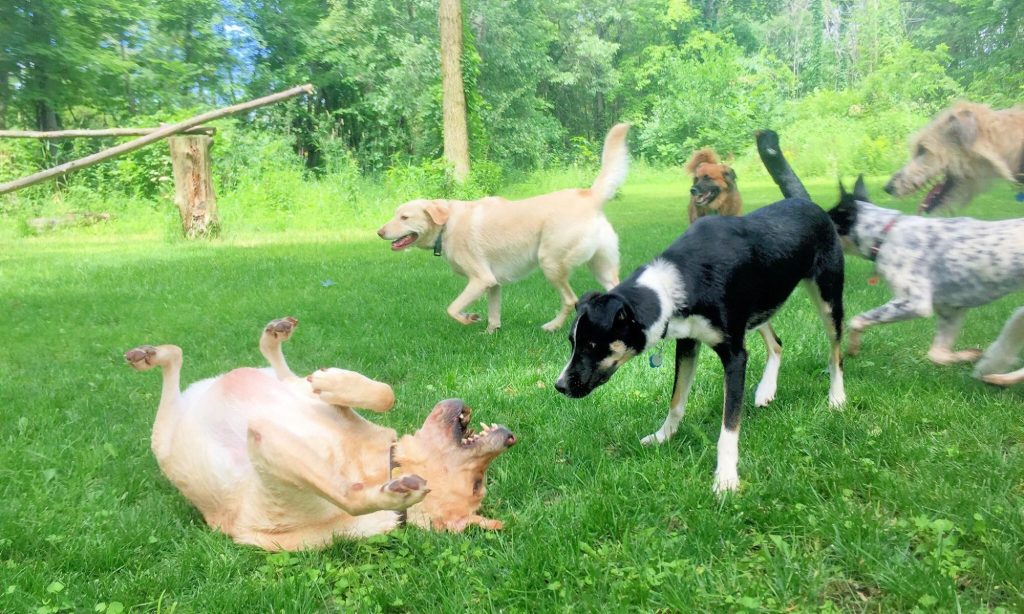 Top 5 Tips to Take Care of Your Pet - Best Family Pets